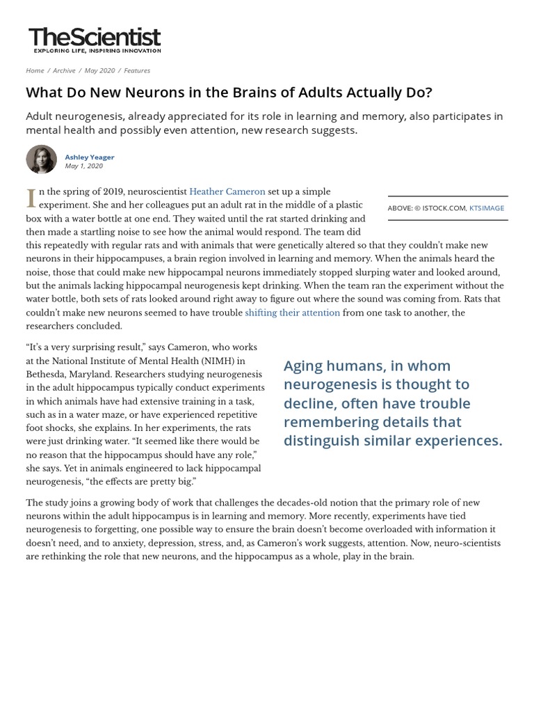 The Scientist-What Do New Neurons in The Brains of Adults Actually Do ...