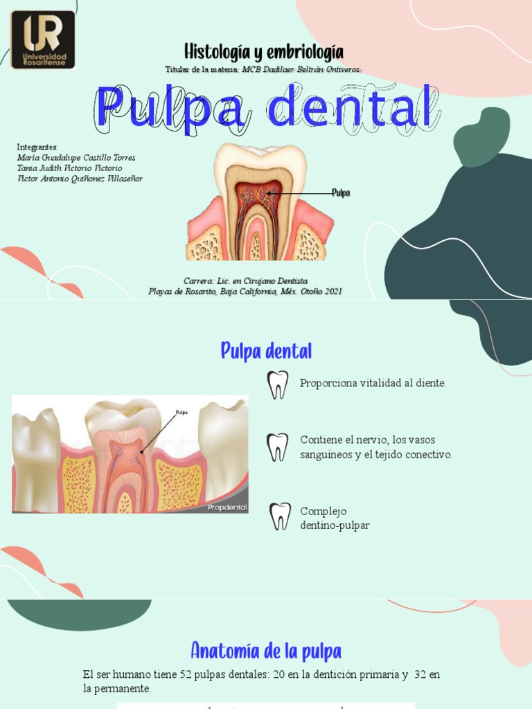 Presentacion Acerca de La Pulpa Dental-Grupo B | PDF | Boca | Tejido ...