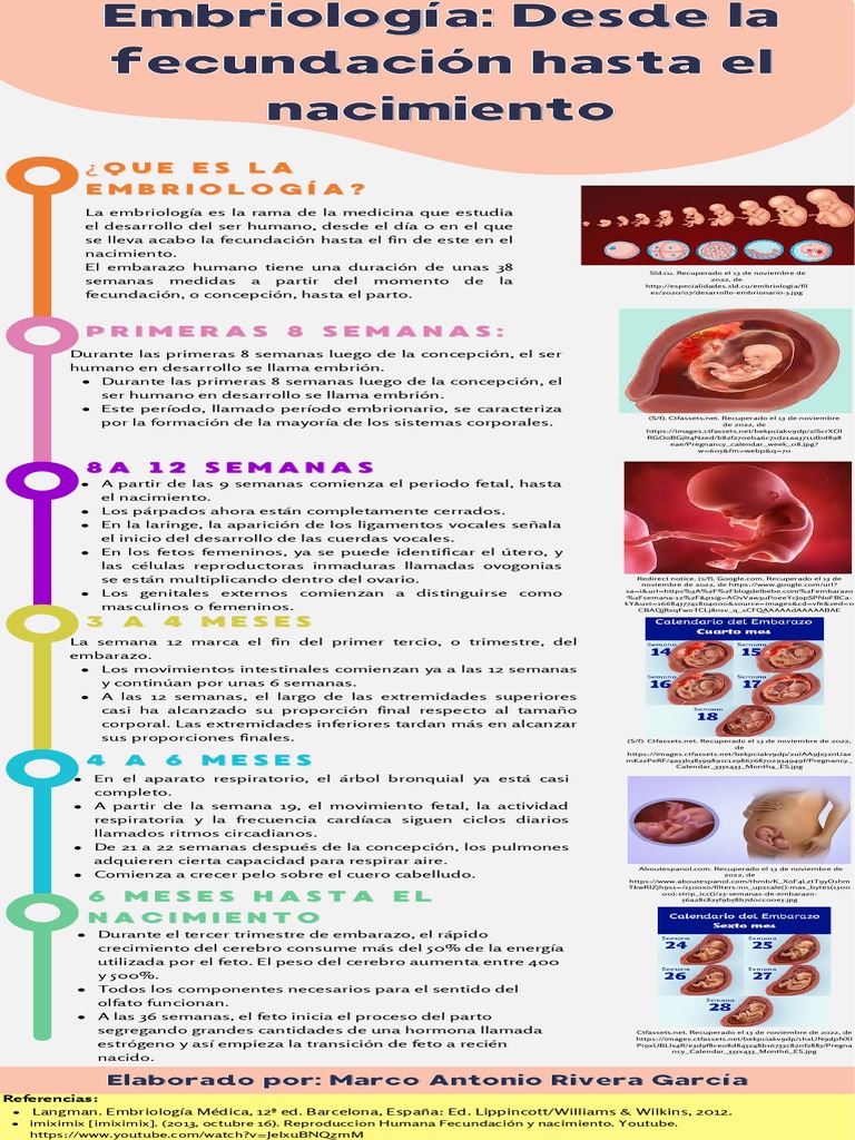 Desarrollo fetal semana a semana | PDF | El embarazo | Feto