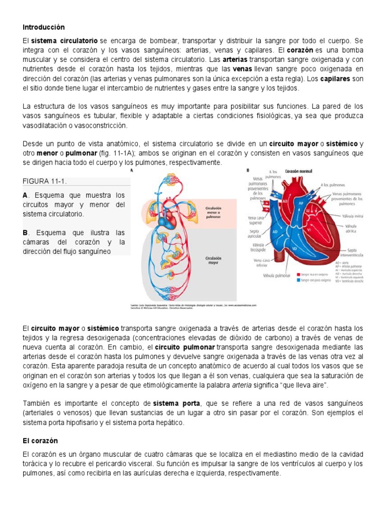 Sistema Circulatorio | PDF | Sistema circulatorio | Corazón