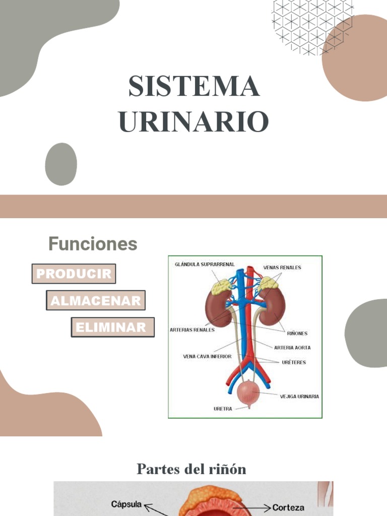 Sistema Urinario | Descargar gratis PDF | Riñón | Sistema urinario
