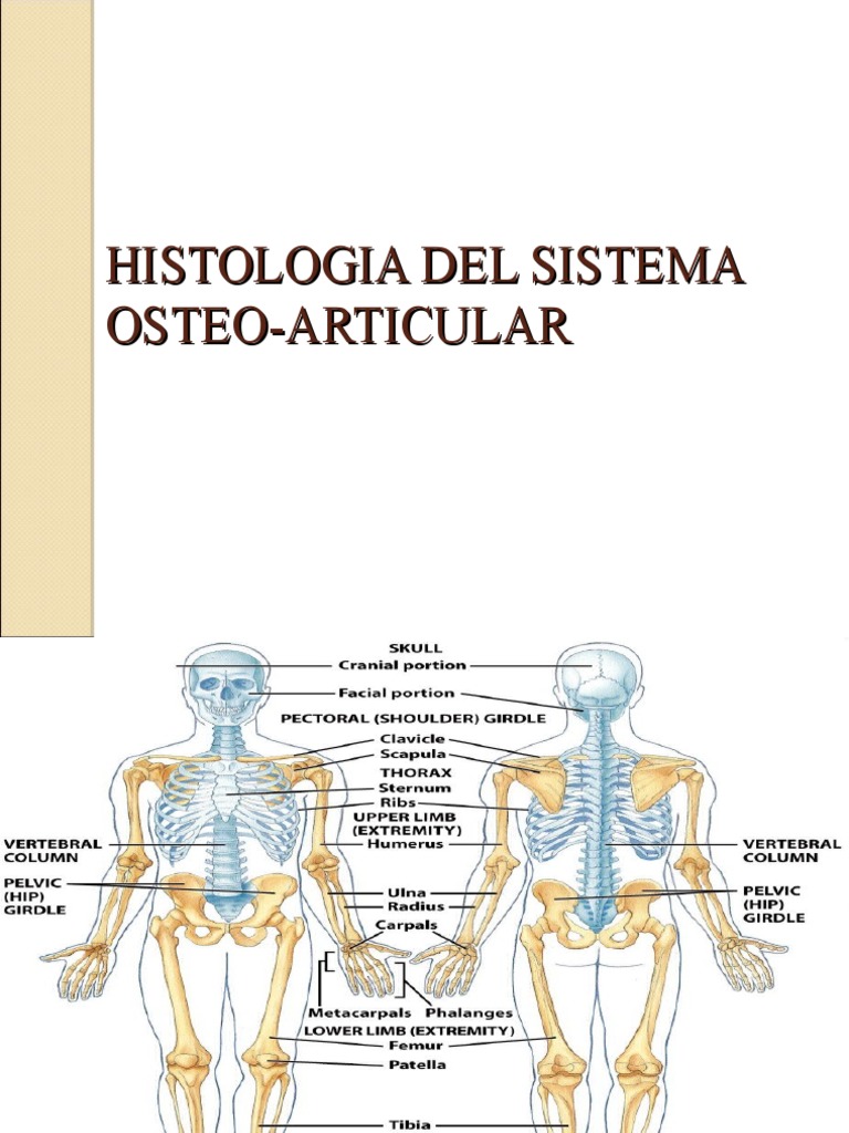 Histologia Del Sistema Osteoarticular | PDF | Hueso | Articulación