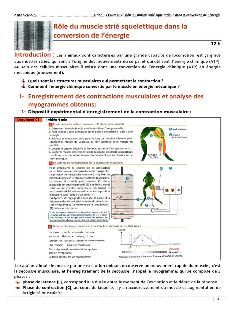 Rôle du muscle strié dans l'énergie | PDF