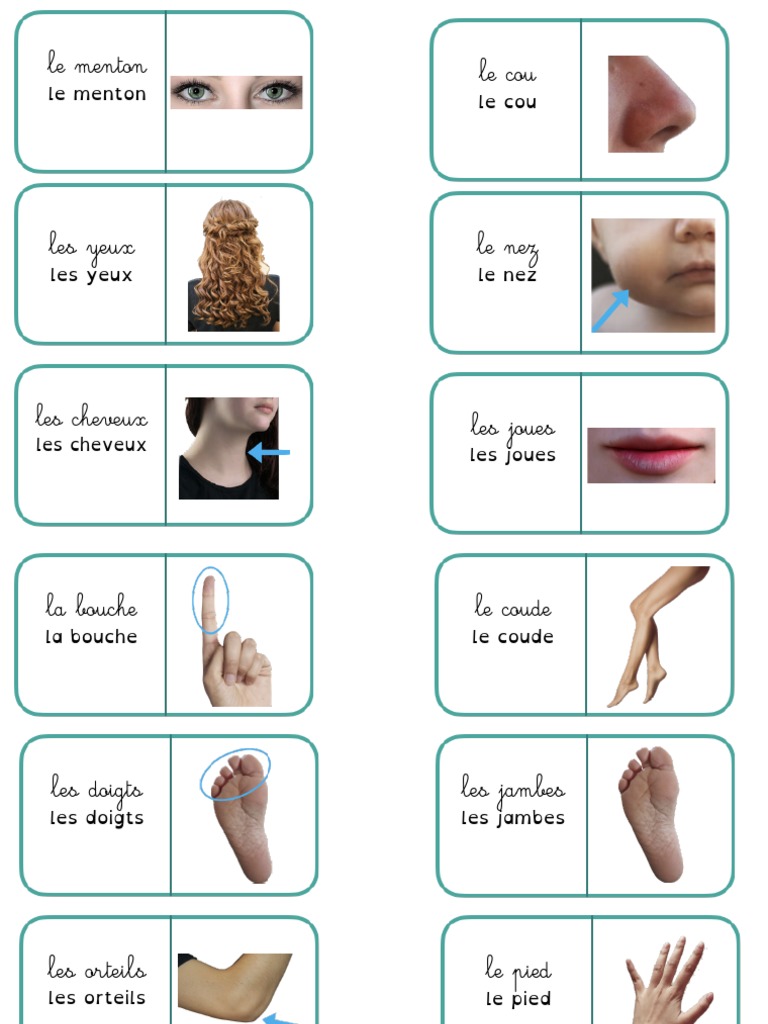 Parties du corps en FLE pour A1 | PDF