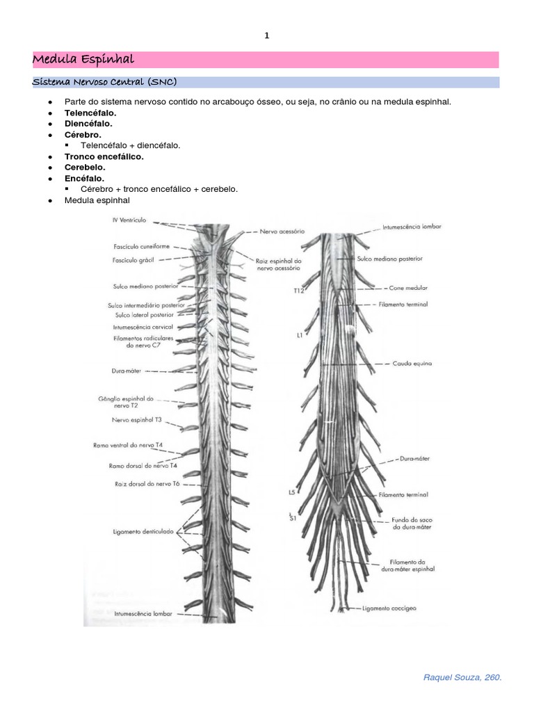 Medula Espinhal | PDF | Medula espinhal | Nervo