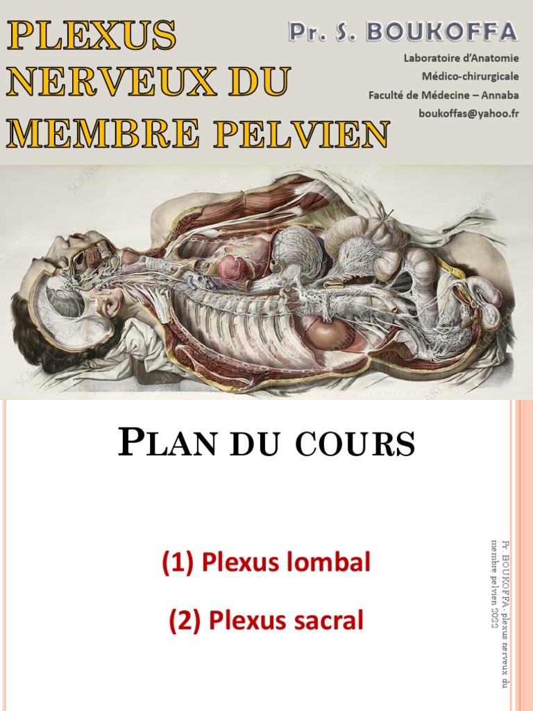 PR Boukoffa Les Plexus Nerveux Du Membre Inférieur 2022 | PDF | Anatomie humaine | Appareil ...