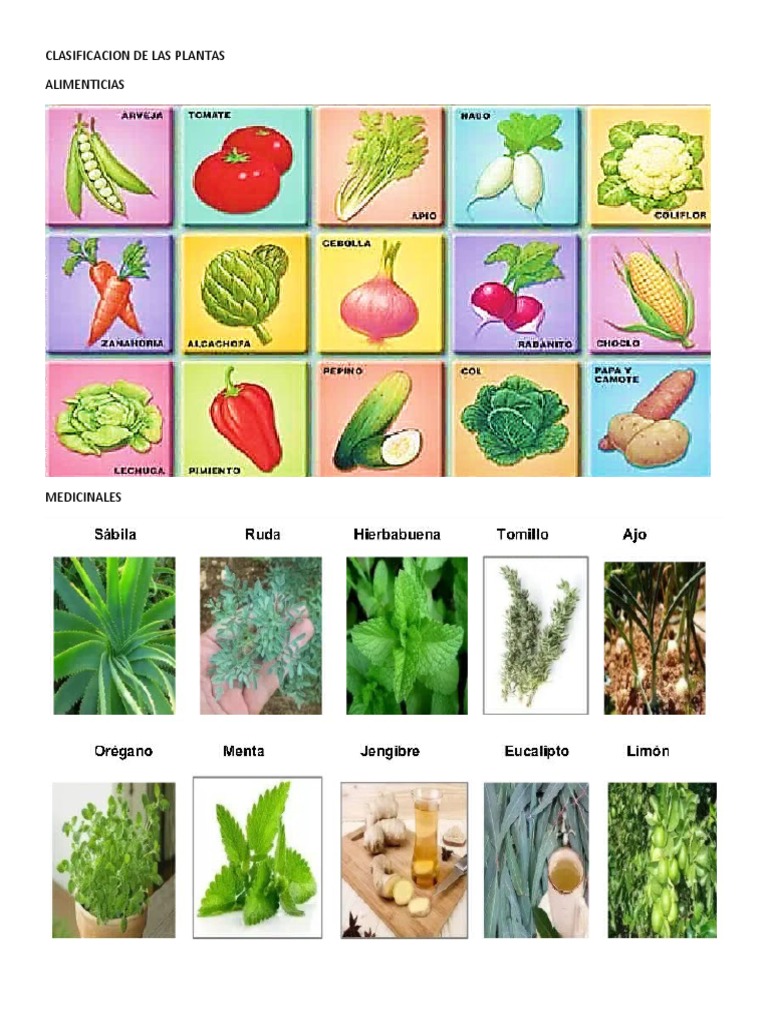 Clasificacion de Las Plantas | PDF