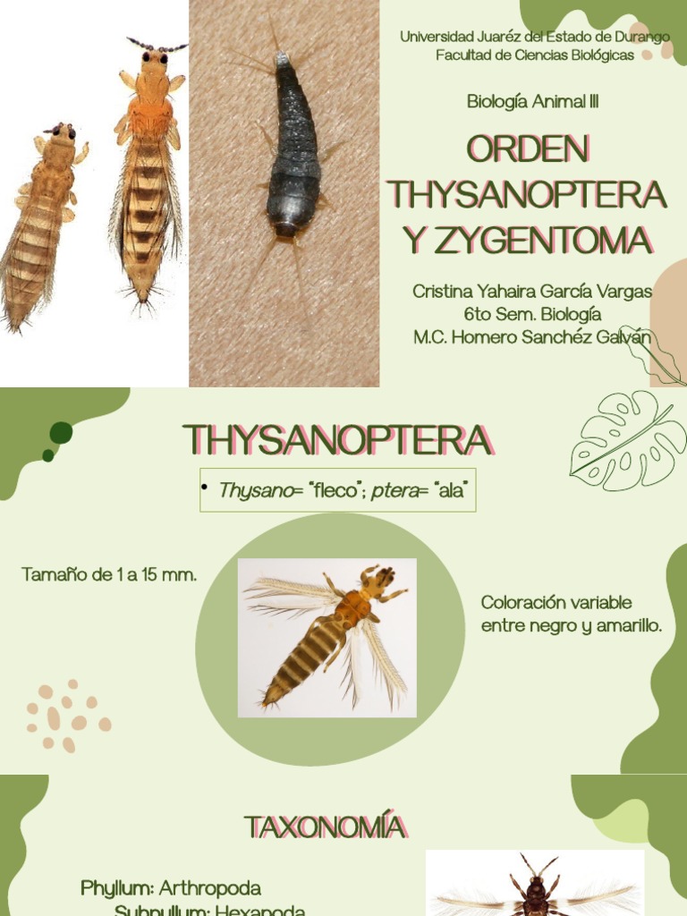 THYSANOPTERA | PDF | Insectos | Hexapoda