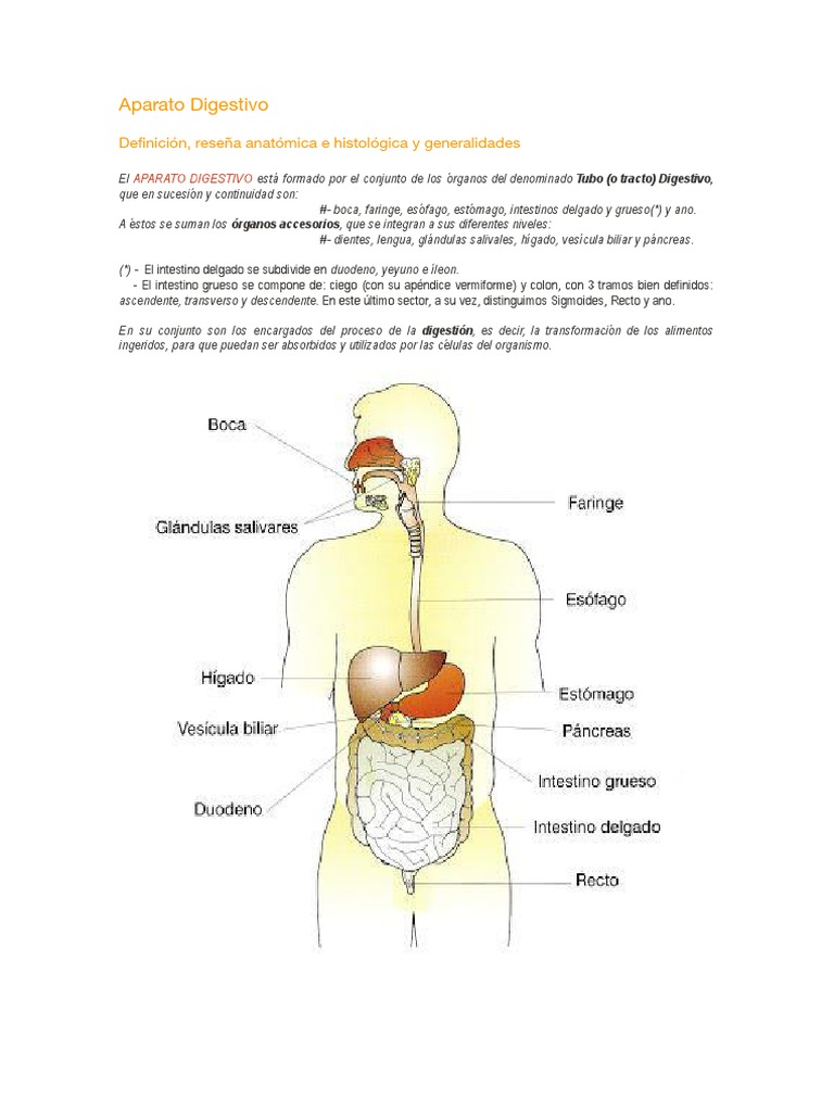 Aparato Digestivo | PDF | Digestión | Sistema digestivo humano
