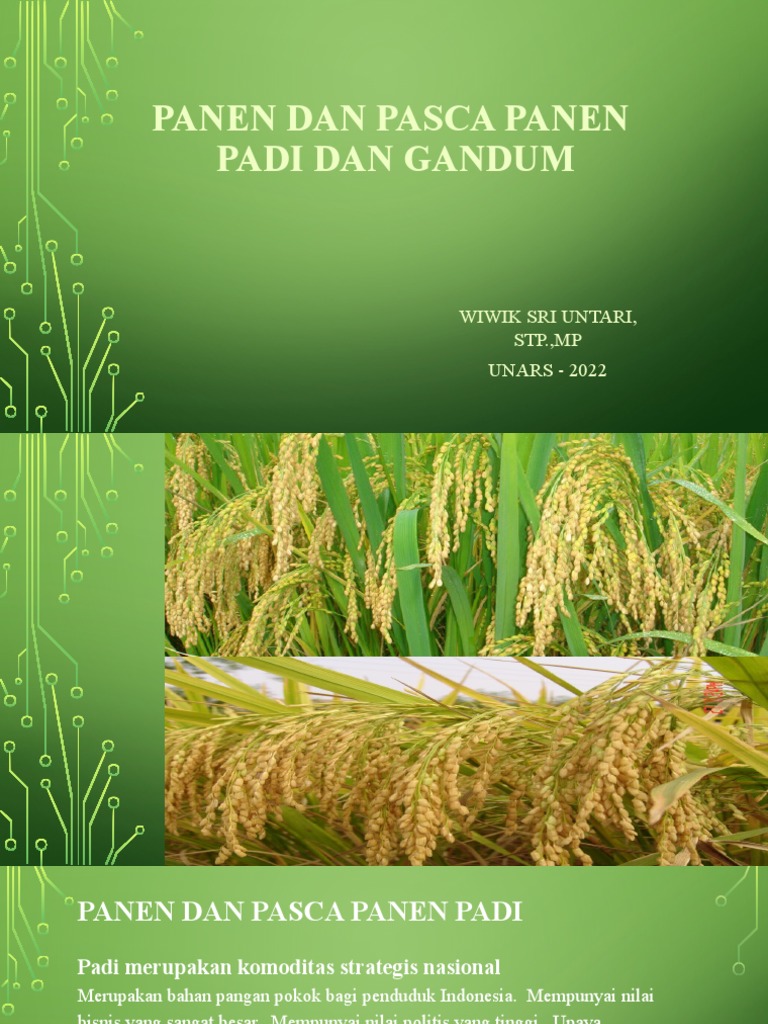 Panen Dan Pasca Panen Padi Dan Gandum | PDF