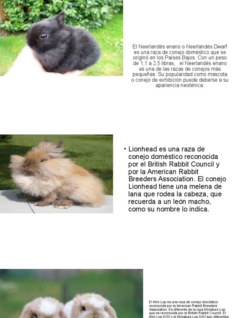 Razas de Conejo | PDF | Razas de animales | Razas de mamíferos