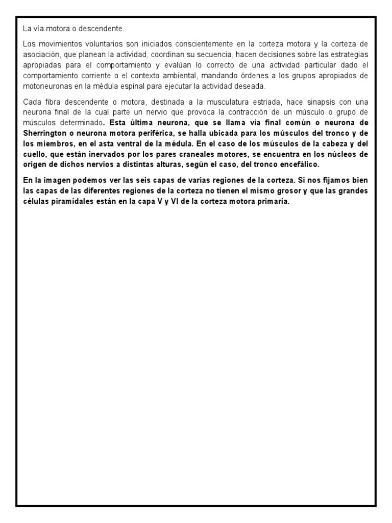 Tracto Corticoespinal | PDF | Cerebro | Corteza cerebral