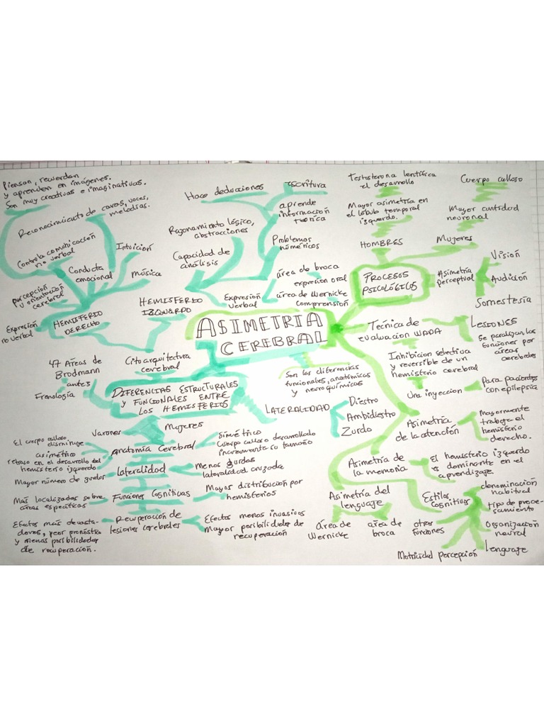 Asimetría Cerebral - Mapa Mental | PDF