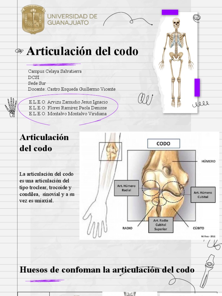 Articulación Del Codo Pdf Codo Articulación