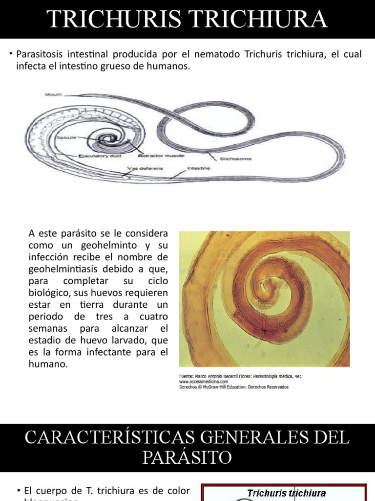Trichuris Trichiura | PDF | Especialidades Medicas | Medicina CLINICA