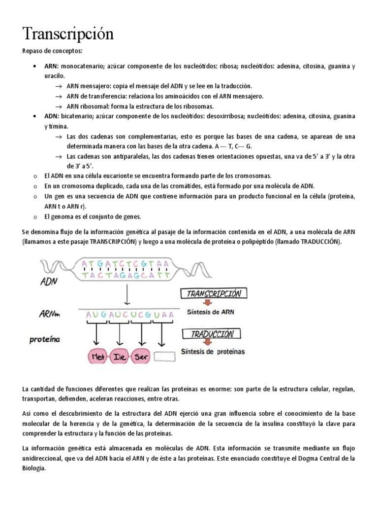 Transcripción | PDF | Rna | Traducción (biología)