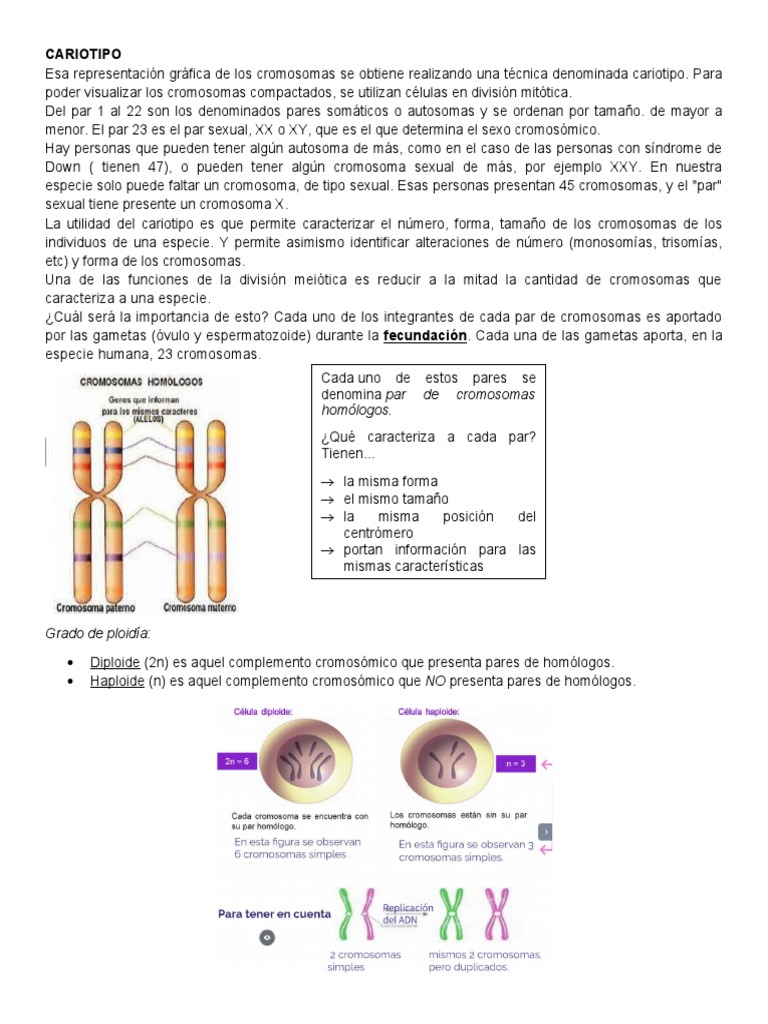 CARIOTIPO | PDF | Sexo | Cromosoma