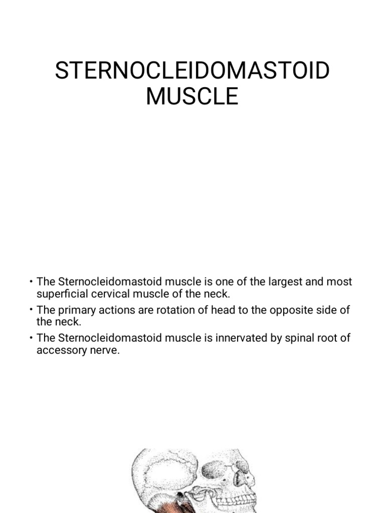 Anatomy and Function of Sternocleidomastoid | PDF