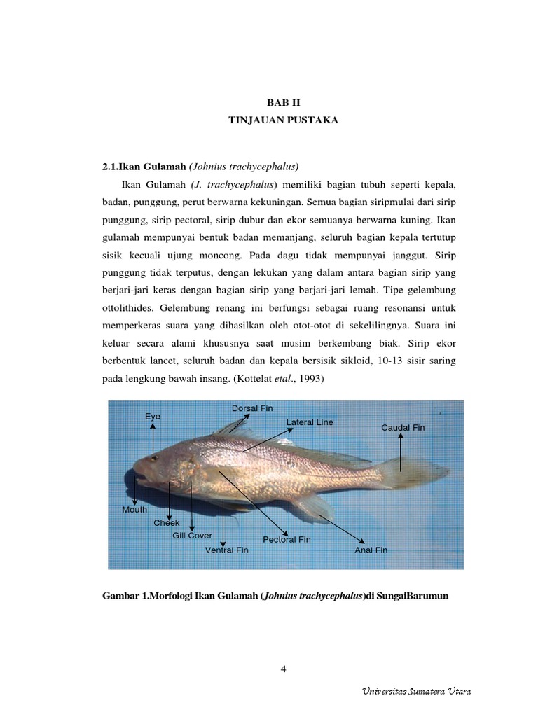 Adoc - Pub - Gambar 1morfologi Ikan Gulamah Johnius Trachycepha | PDF