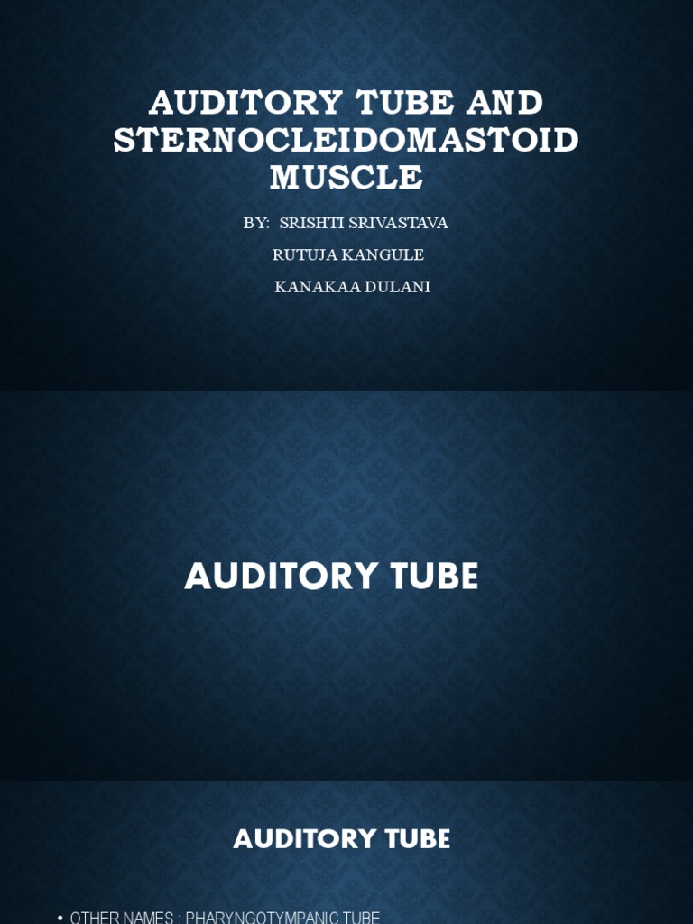 Anatomy and Functions of the Auditory Tube and Sternocleidomastoid ...