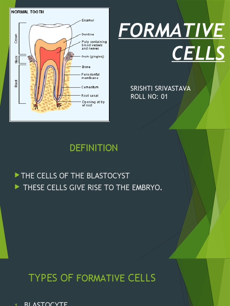 FORMATIVE CELLS | PDF | Osteoblast | Tooth Enamel