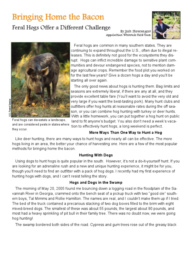 Feral Hogs | PDF | Pig | Wild Boar