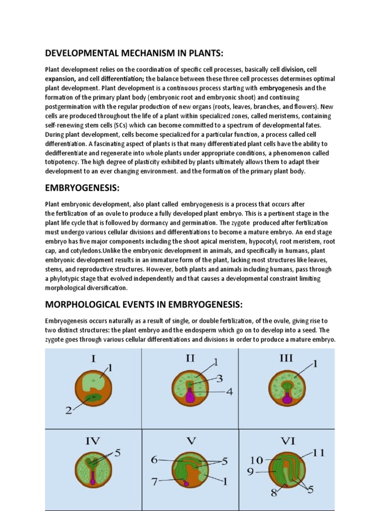 Embryo Genesis | PDF | Embryo | Developmental Biology
