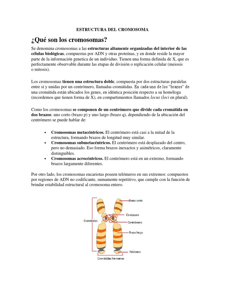 Estructura Del Cromosoma | PDF