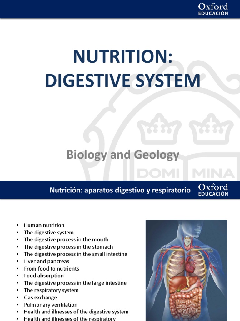 unit 3. Digestive system | PDF | Human Digestive System ...
