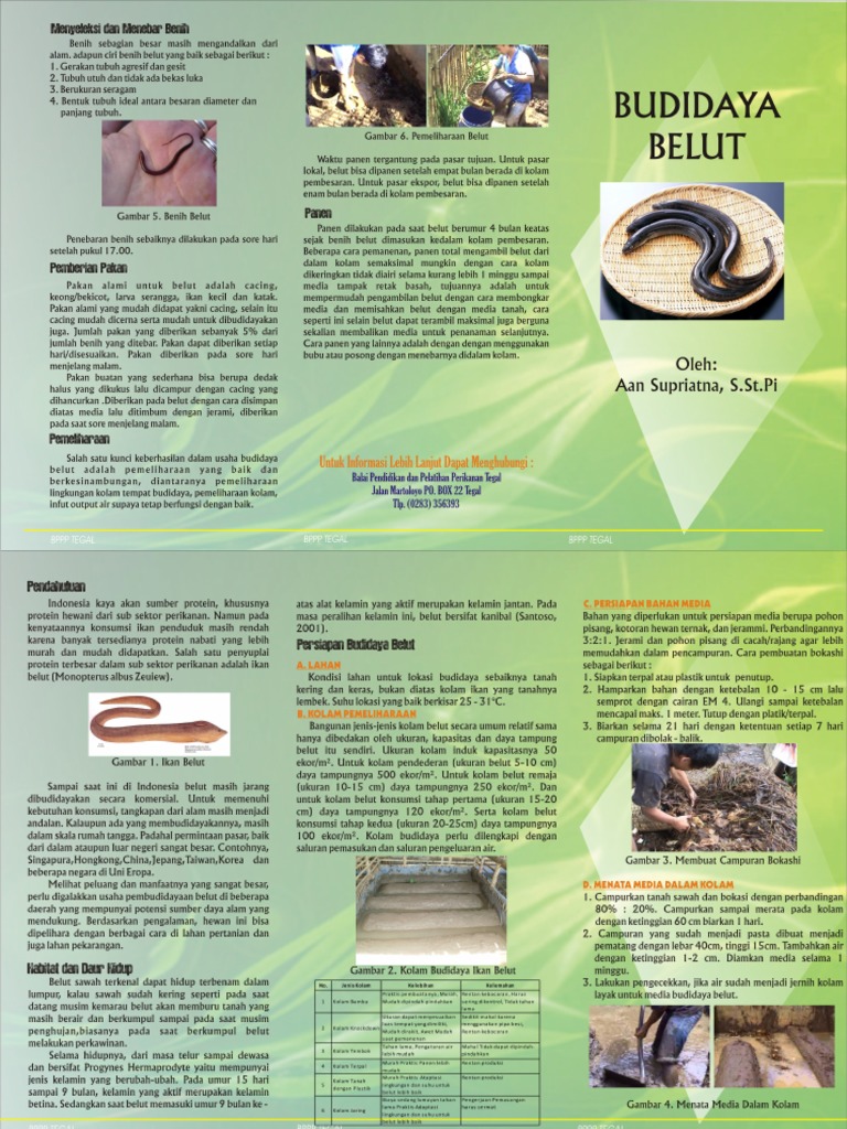 Budidaya Belut | PDF