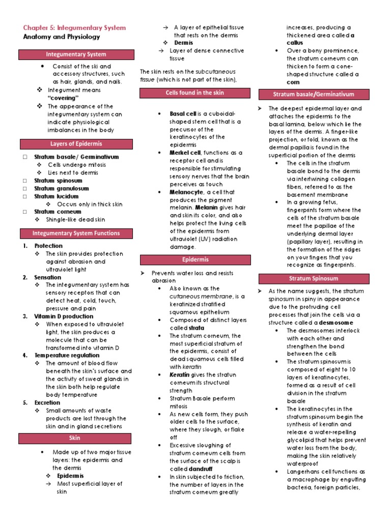 Chapter 5 Integumentary System | PDF | Skin | Integumentary System