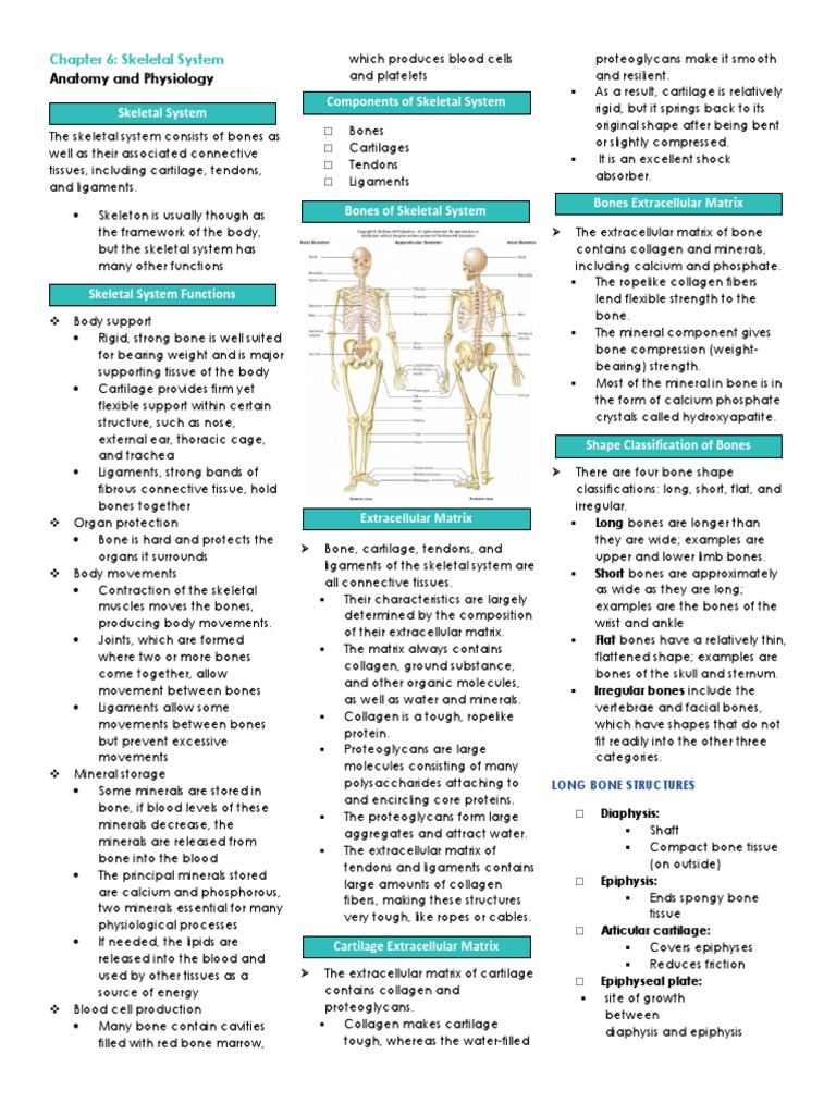 Chapter 6 Skeletal System | PDF | Bone | Anatomical Terms Of Motion