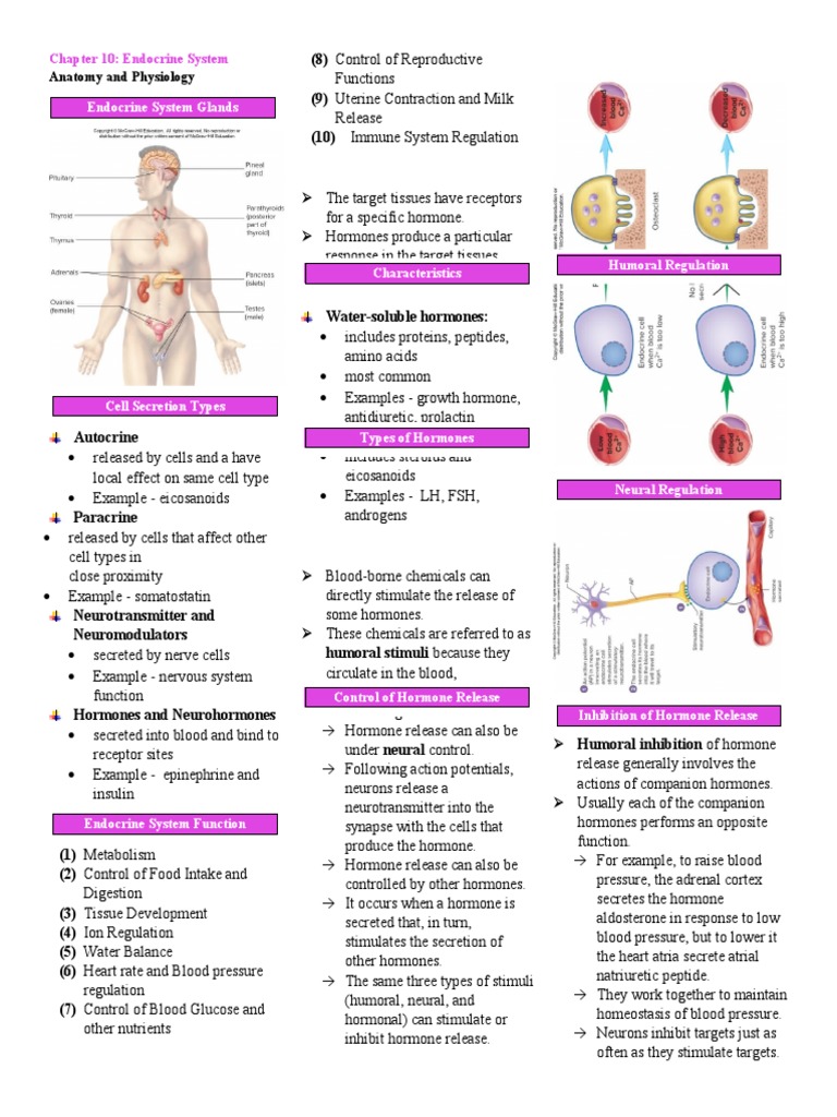 Endocrine System: Hormones & Functions | PDF | Hormone | Pancreas