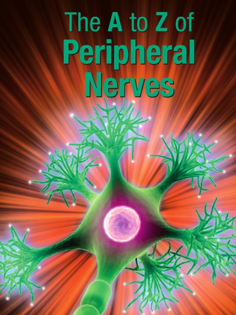 The A To Z of Peripheral Nerves | PDF | Axon | Nerve