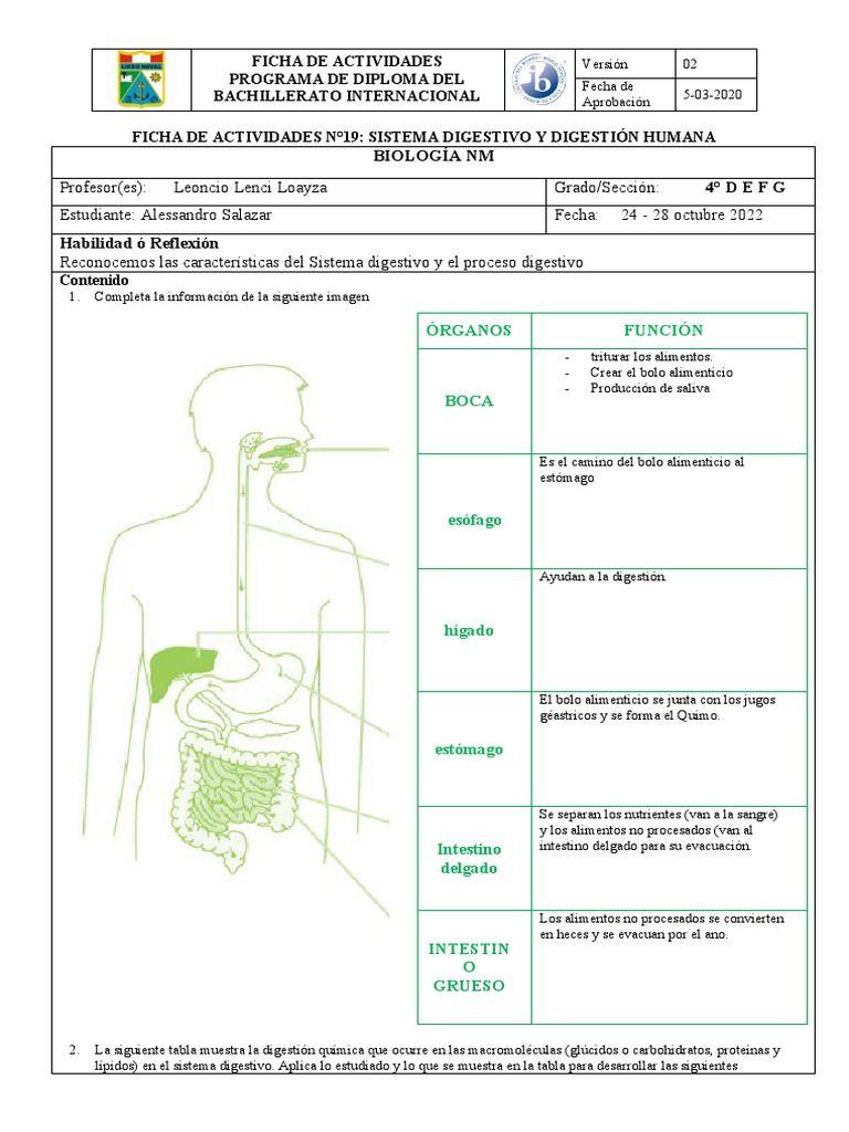 Actividades: Sistema Digestivo IB | PDF | Digestión | Sistema digestivo ...