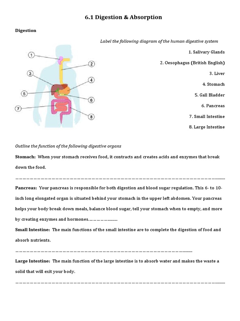 Science (Digestion) Notes/Activity | PDF | Digestion | Human Digestive ...