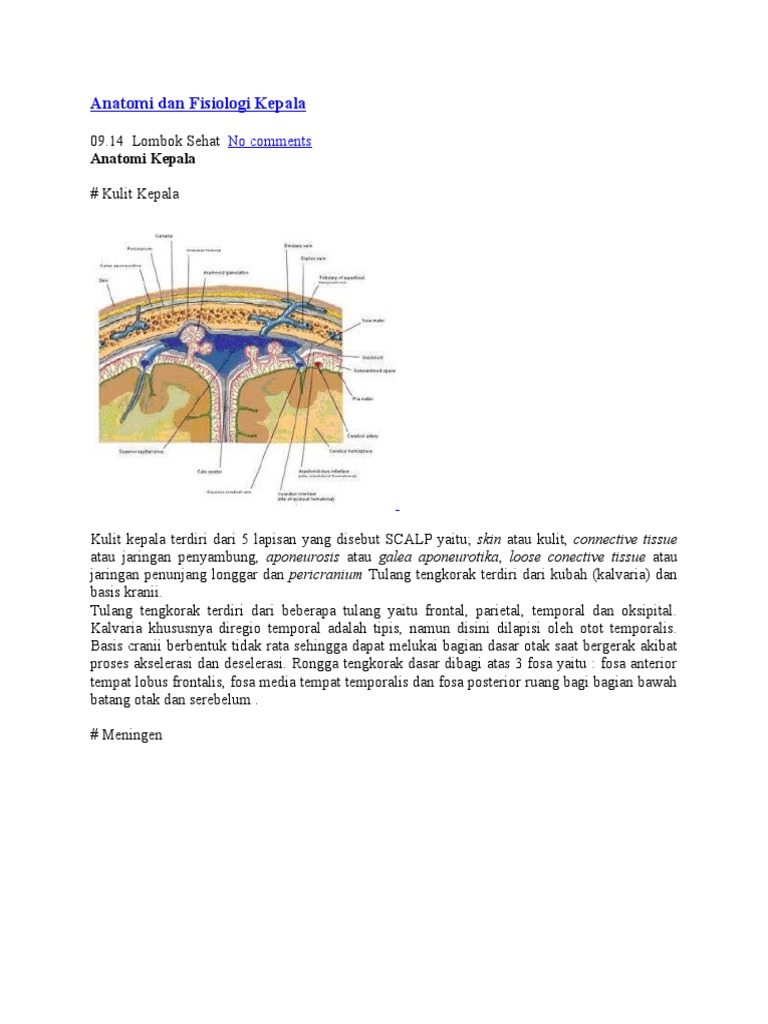 Anatomi Dan Fisiologi Kepala | PDF