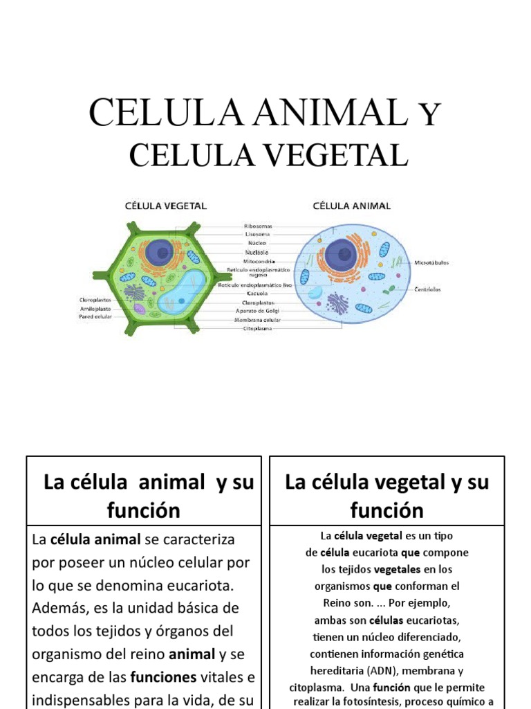 Celula Animal y Vegetal | PDF