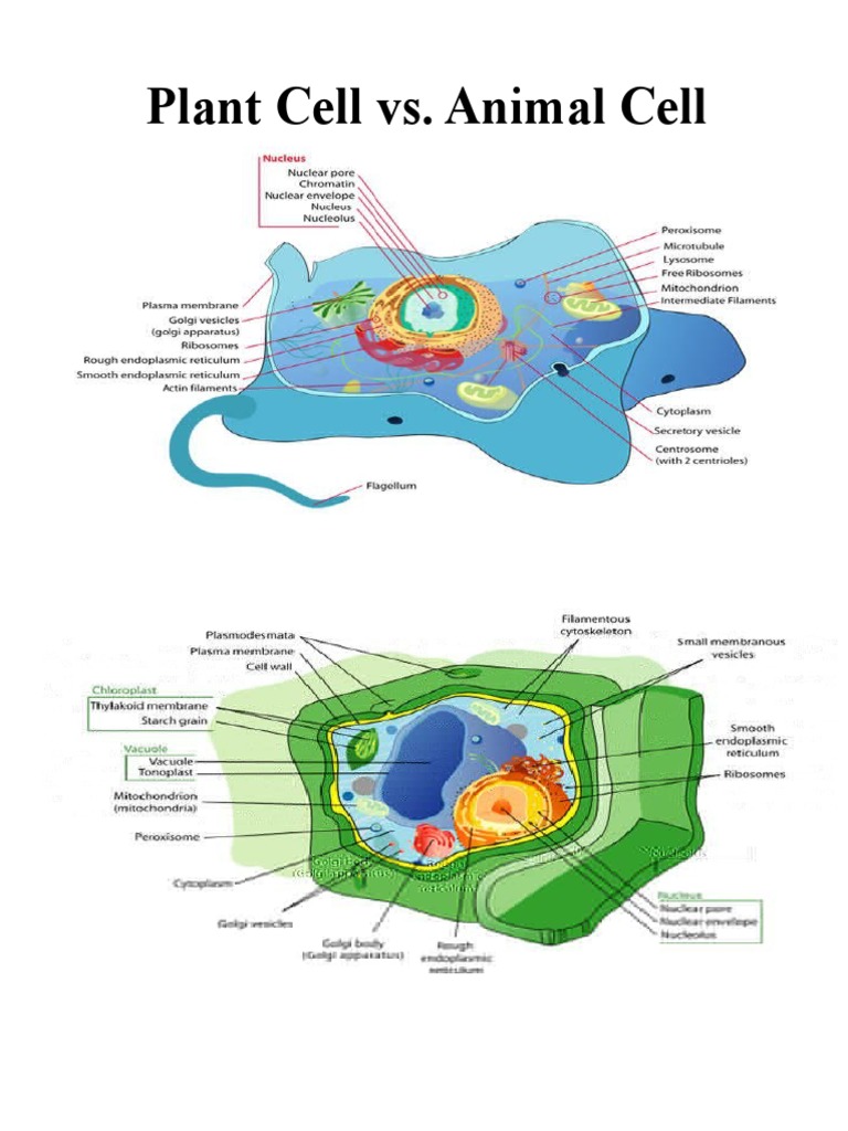 Plant Cell Vs Animal Cell | PDF