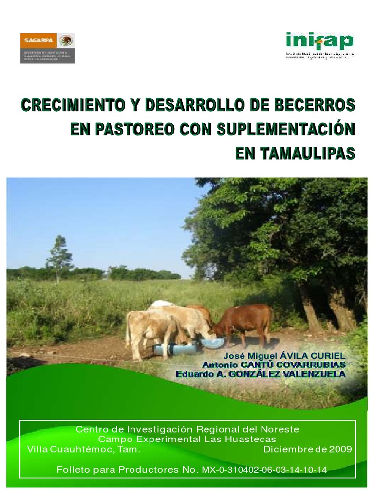 Suplementación de Becerros en Tamaulipas | PDF | Pasto | Vacas