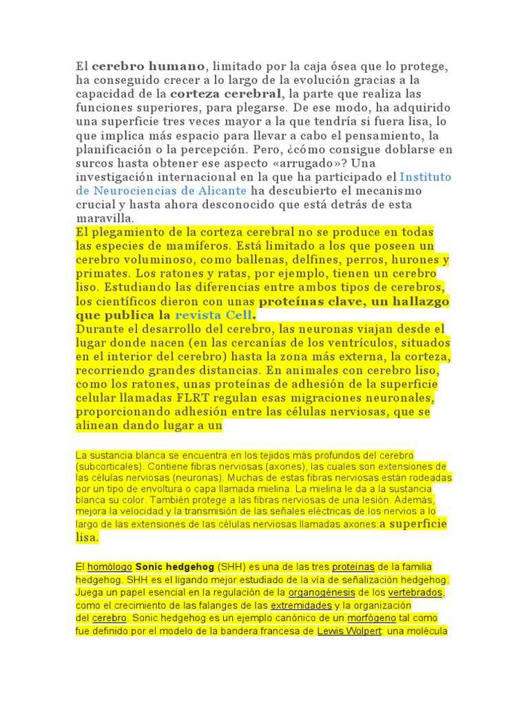 Corteza Cerebr | PDF | Cerebro | Corteza cerebral