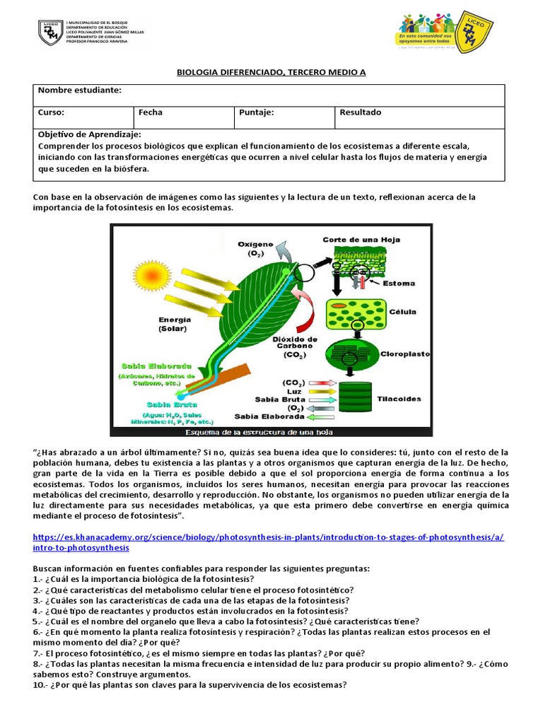 Fotosíntesis y Respiración Celular 2 | PDF | Fotosíntesis | Plantas