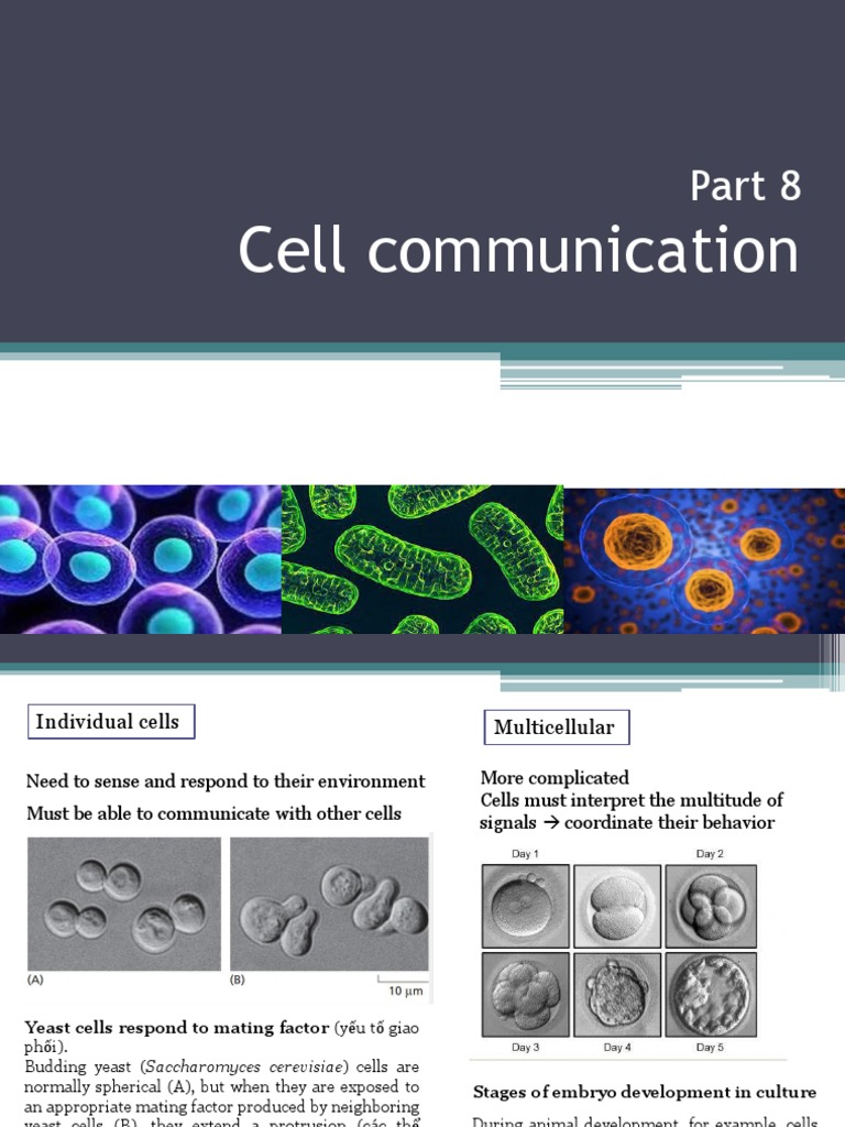 Part 8 Cell Communication | PDF | Cell Signaling | Signal Transduction