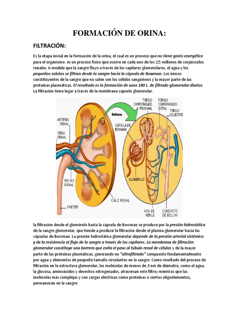 Formación de La Orina | PDF | Vejiga urinaria | Riñón
