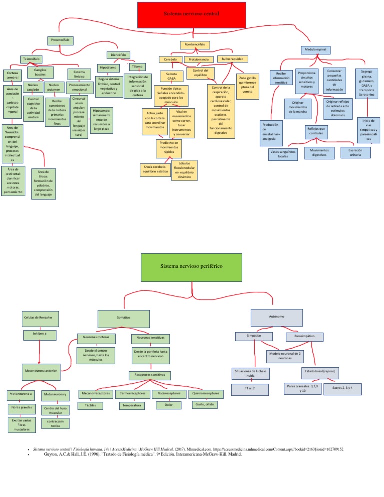 Mapa Conceptual Neuro | PDF | Neurona motora | Sistema nervioso central