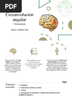 Funciones del Giro Angular en el Cerebro | PDF | Nervio | Cerebro