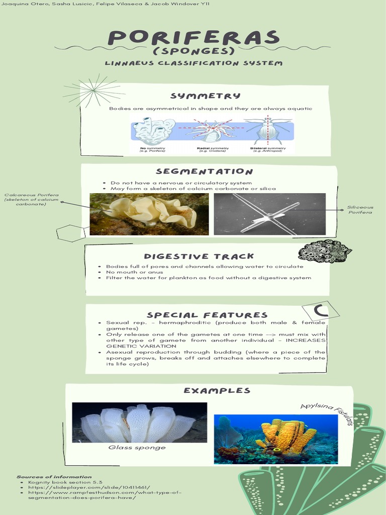 Linnaeus Classification System Poster | PDF