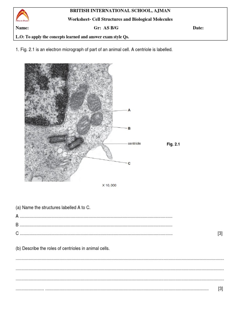 Biomolecules Worksheet | PDF | Proteins | Biomolecules