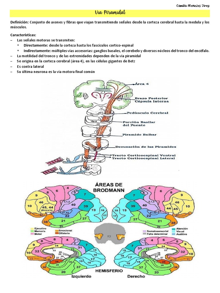 La vía piramidal: anatomía, fisiología y trastornos neurológicos ...