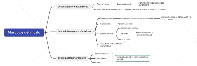 Principales grupos musculares del muslo y sus nervios inervadores | PDF